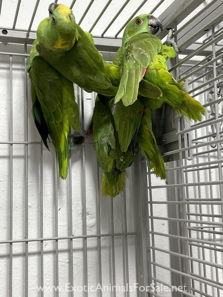Young Yellow Nape Amazons for Sale