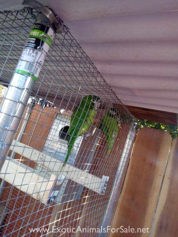 Mini macaw pair for Sale