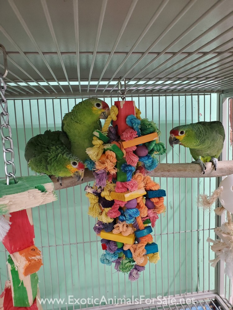 Red Lored Amazon Pair for Sale
