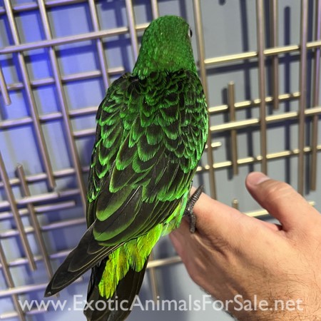Jardines Parrot hand fed baby for Sale