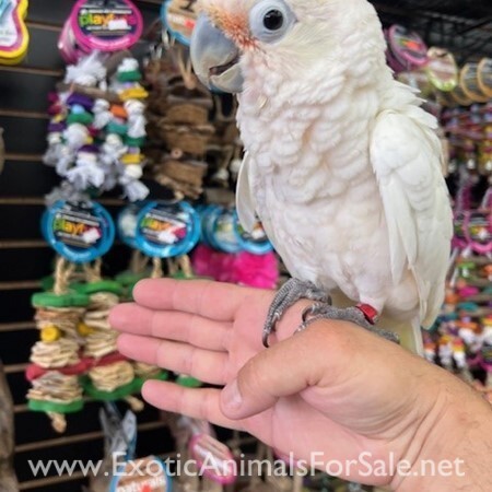Goffins Cockatoo hand fed baby for Sale