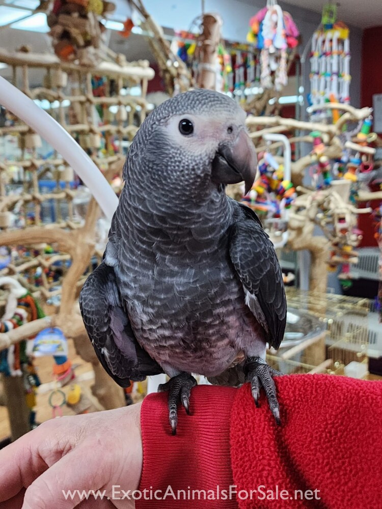 Timneh African Grey Baby for Sale