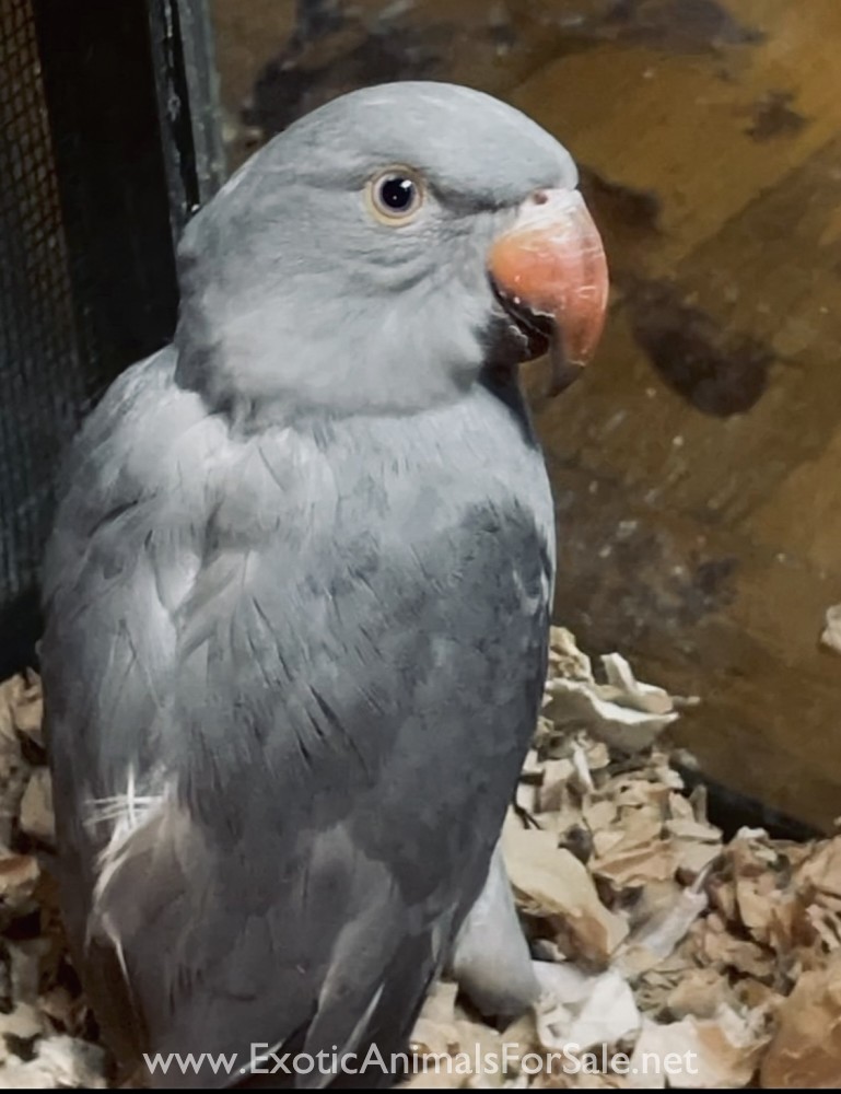 Split Cleartail Indian Ringnecks for Sale