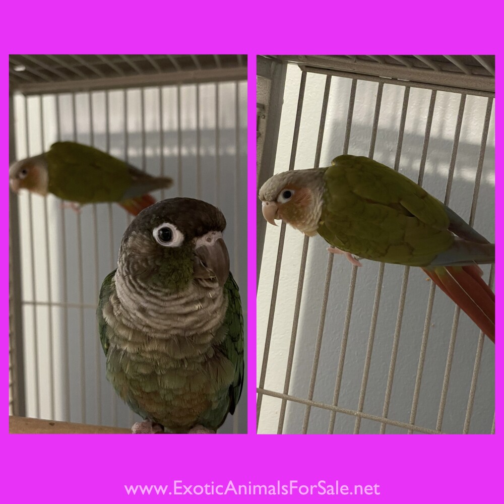 Green Cheek Conure Pairs for Sale
