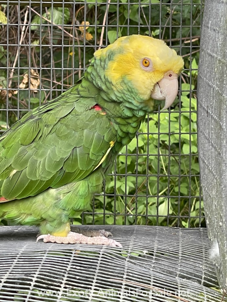 Double Yellow Head Amazon pair for Sale