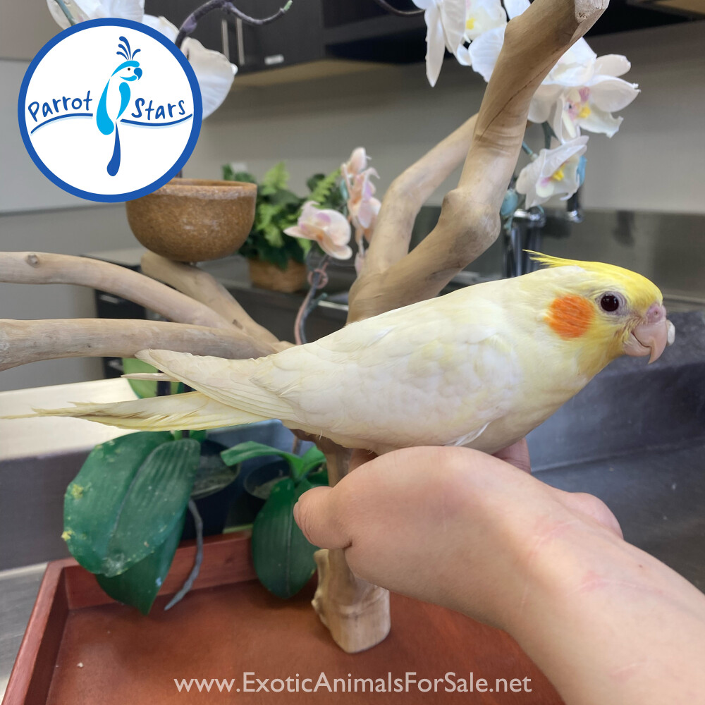 Cockatoos for Sale