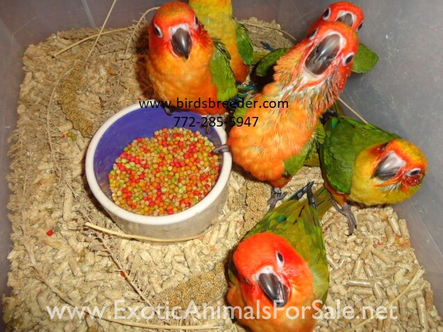 Baby red factor Sun Conures available at $750 each. Multi-purchase ...