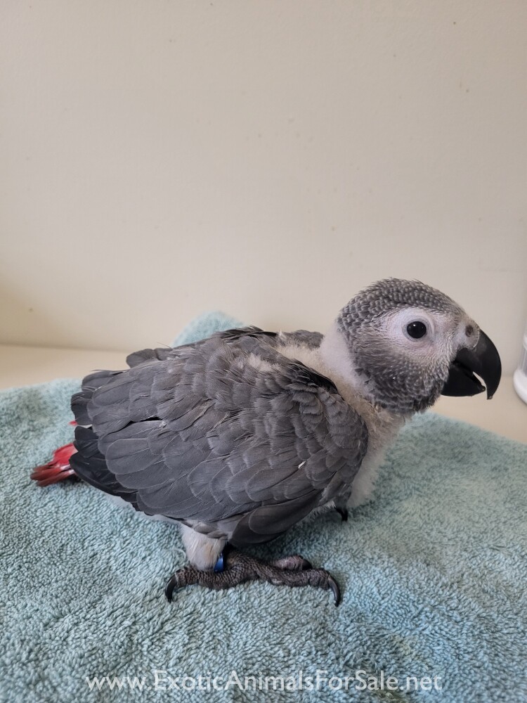 African Greys for sale