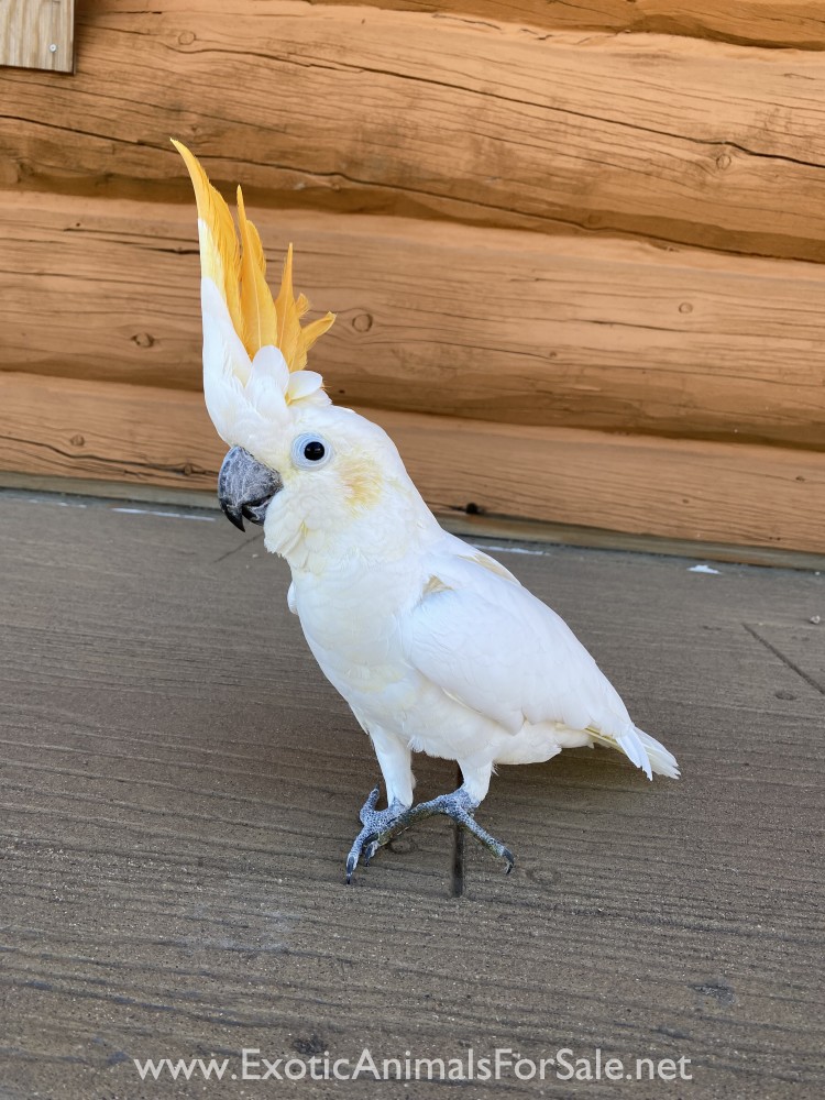 Cockatoos for Sale