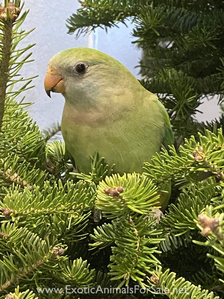 Parakeets For Sale