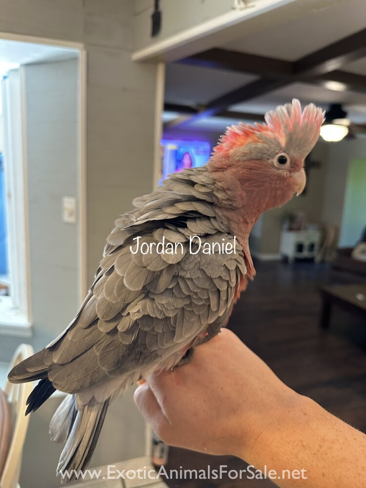 2024 Rose Breasted Cockatoo’s hatching for Sale