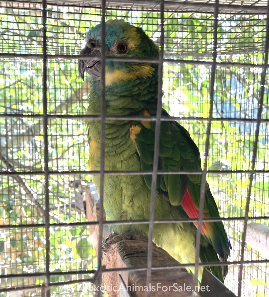 Blue Fronted Amazons for Sale