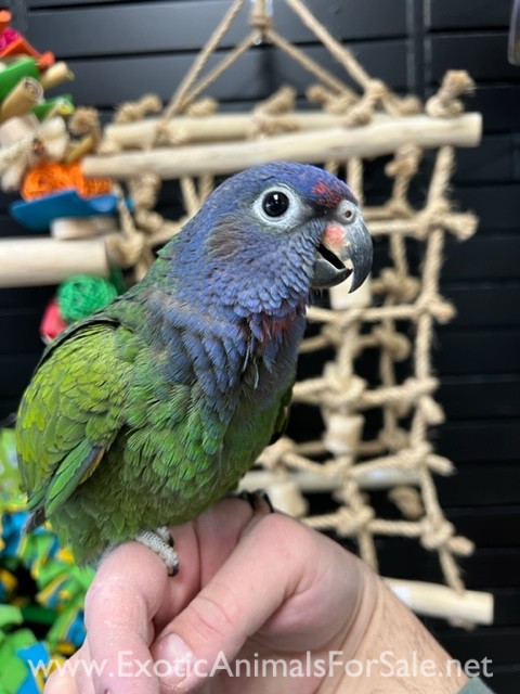 Blue Headed Pionus hand fed baby for Sale