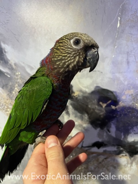 Hawk Headed Parrot ***very rare*** for Sale
