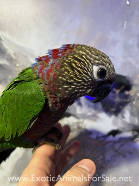 Hawk Headed Parrot ***very rare*** for Sale