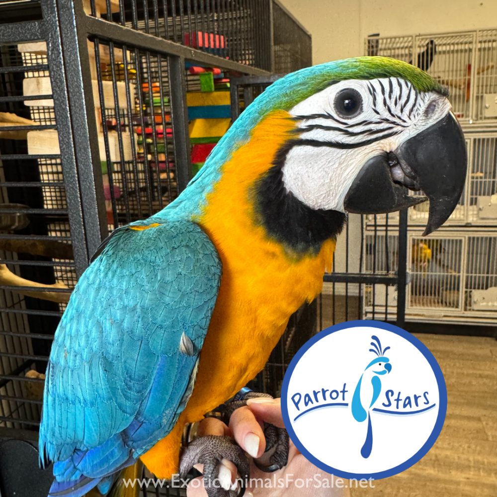 Baby Blue and Gold Macaw Available at Parrot Stars! for Sale