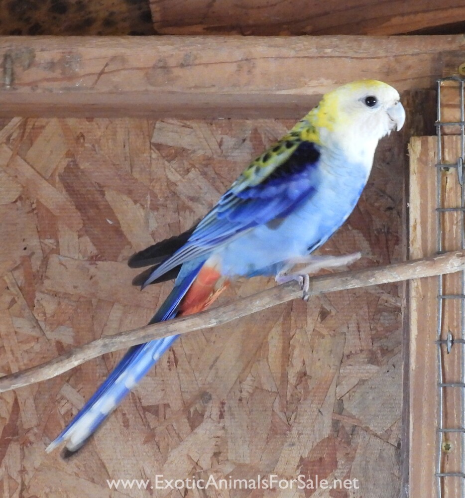 Rosella for sale