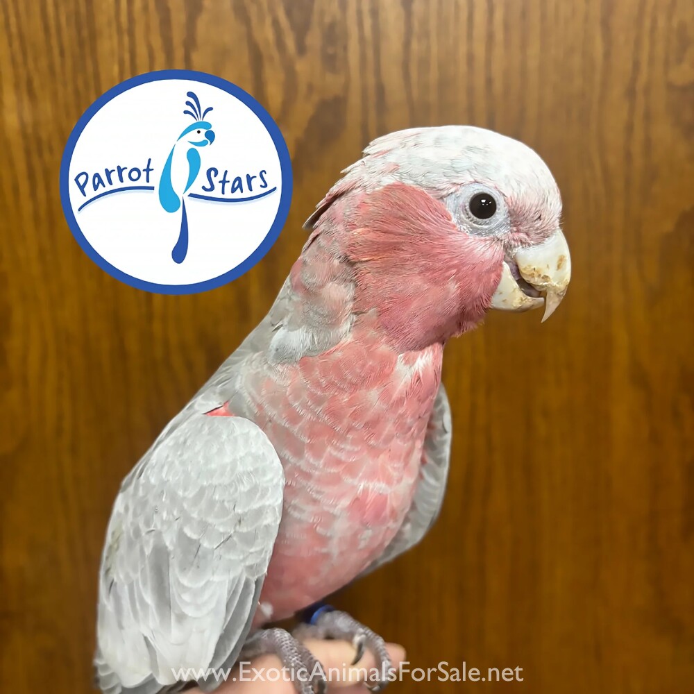 Cockatoos for Sale
