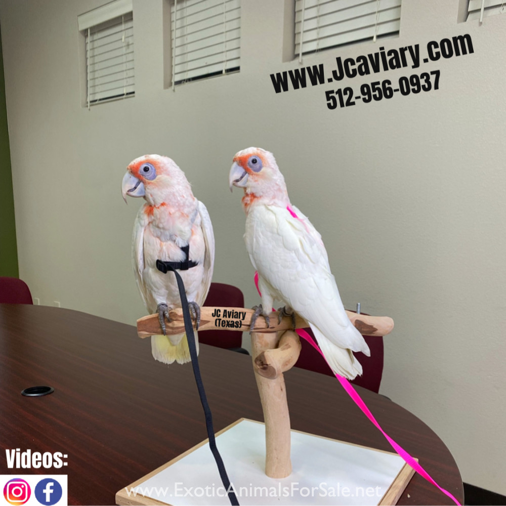 Slender billed cockatoo babies for Sale