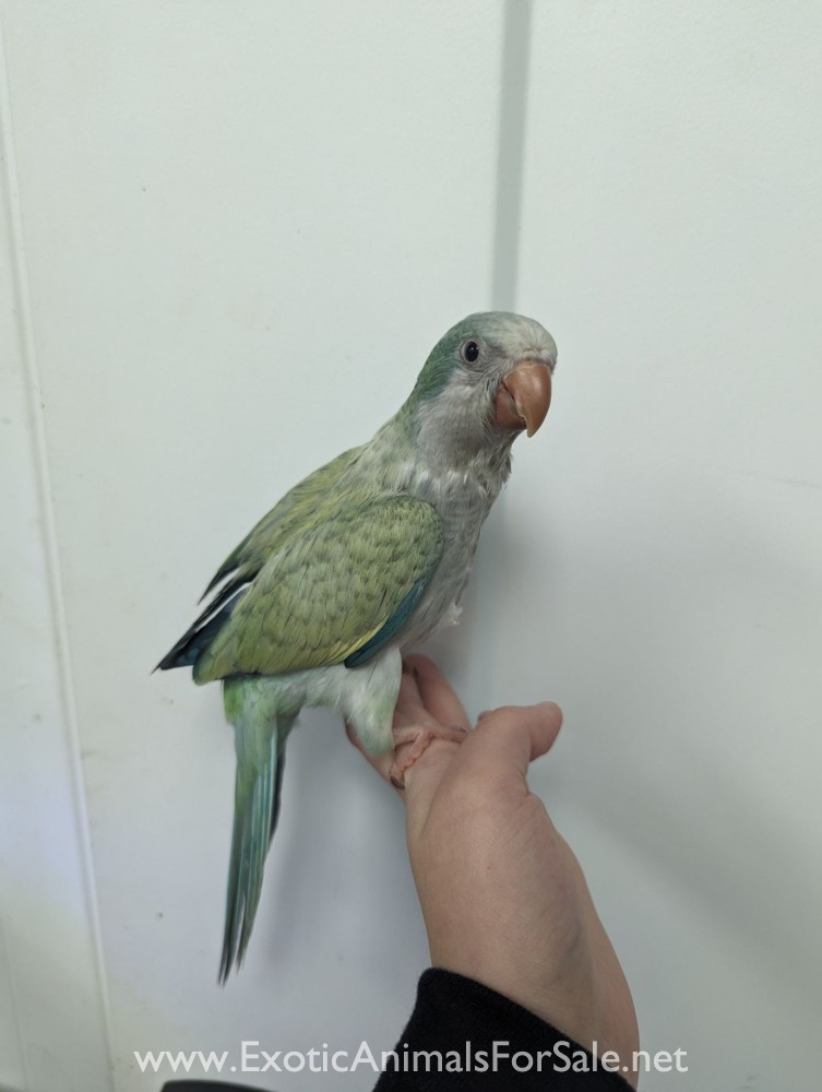 Parrots For Sale