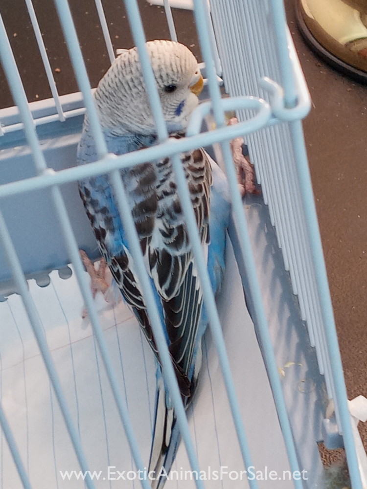 Parakeets For Sale