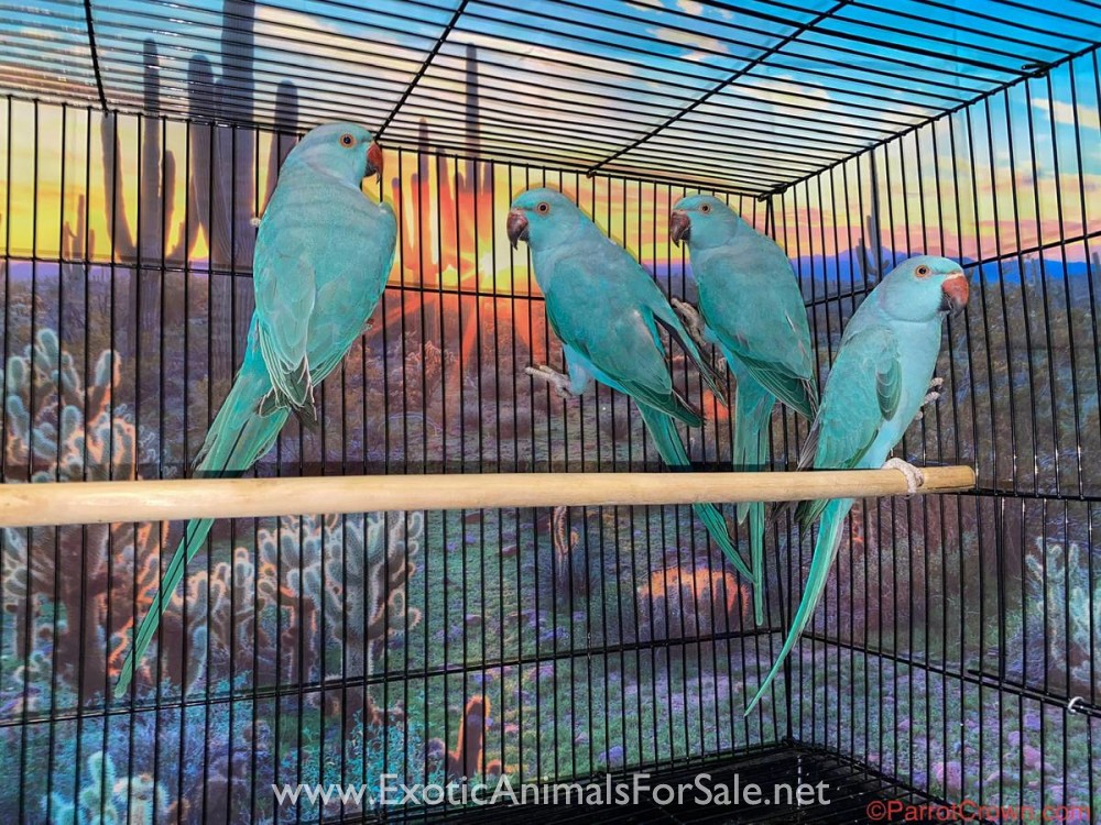 Beautiful Blue Ringneck Parrots ( Parrot Birds ) - $750 for Sale