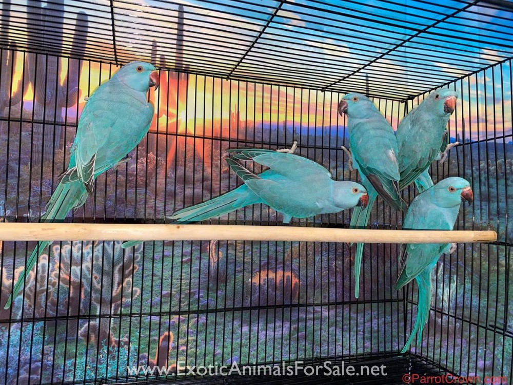 Beautiful Blue Ringneck Parrots ( Parrot Birds ) - $750 for Sale