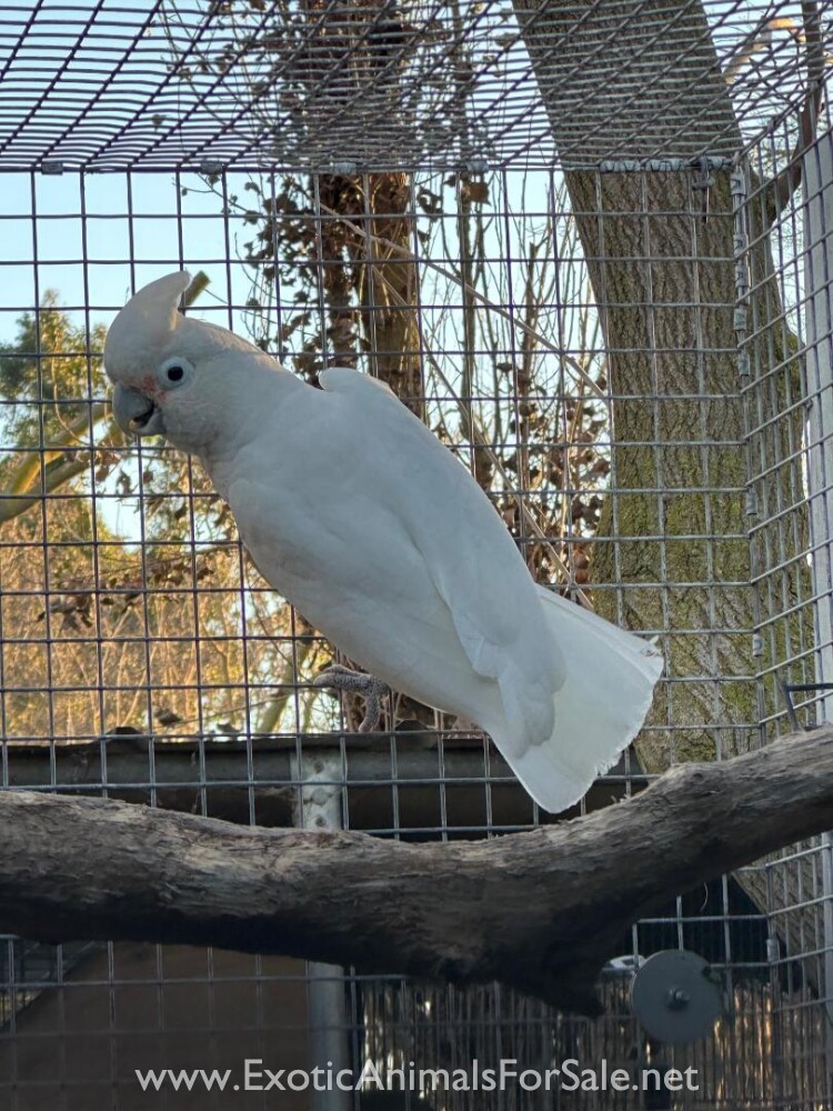 Cockatoos for Sale