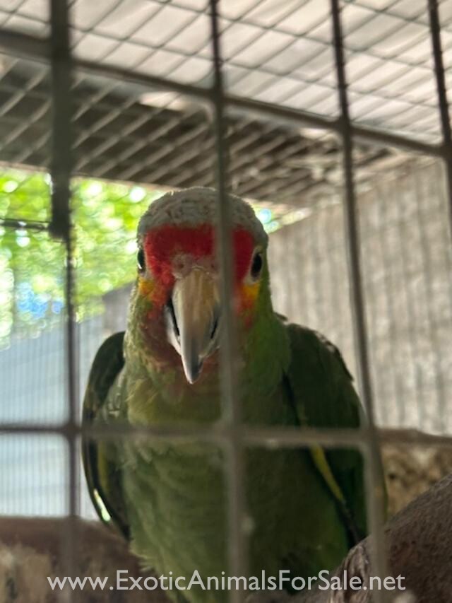 Red-lored Amazon For Sale