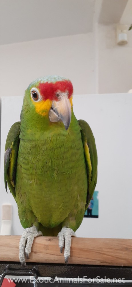 Red-lored Amazon For Sale