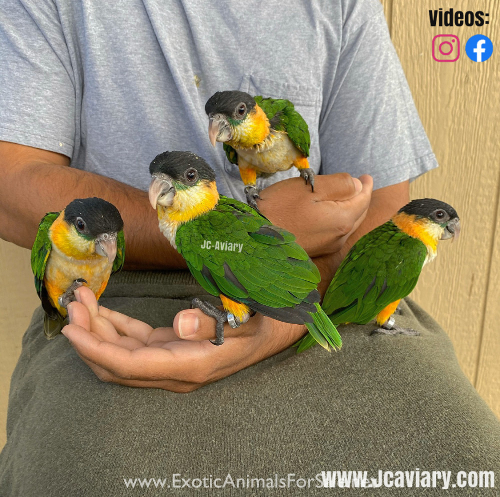 Caiques for sale
