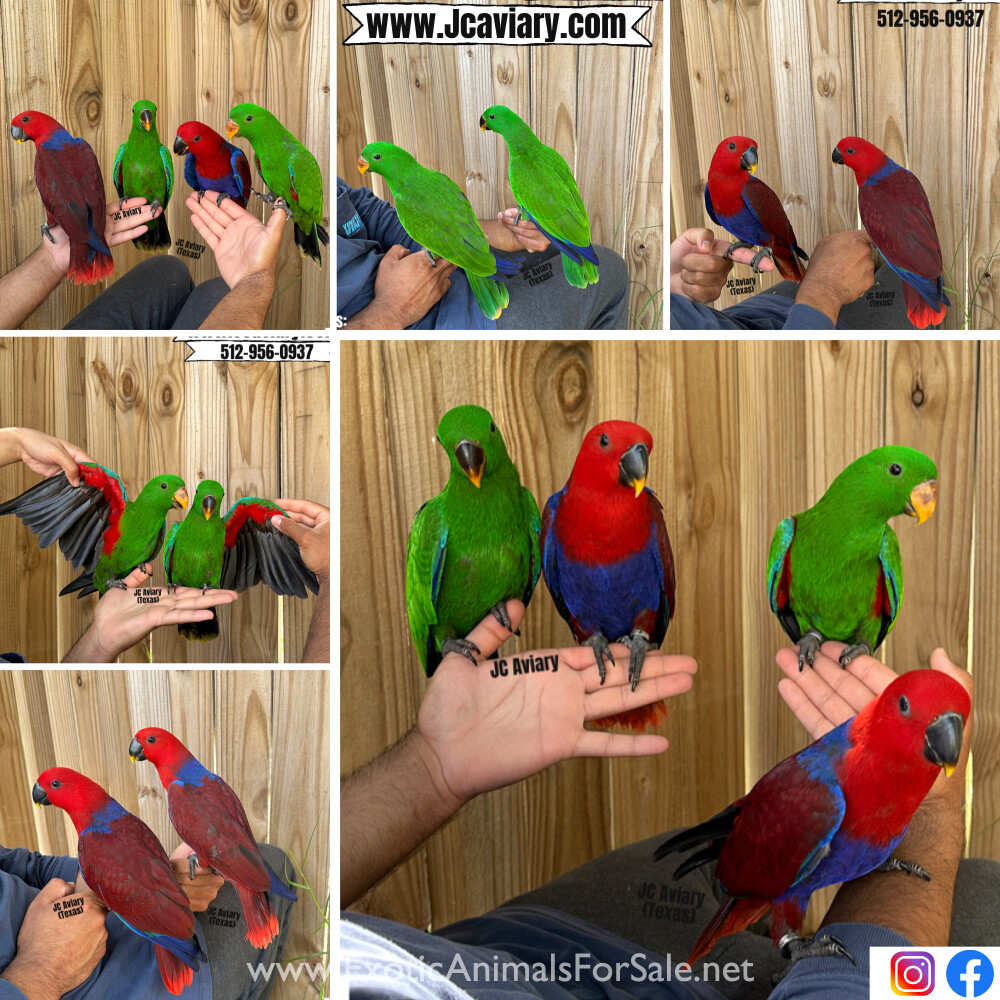 Eclectus for sale