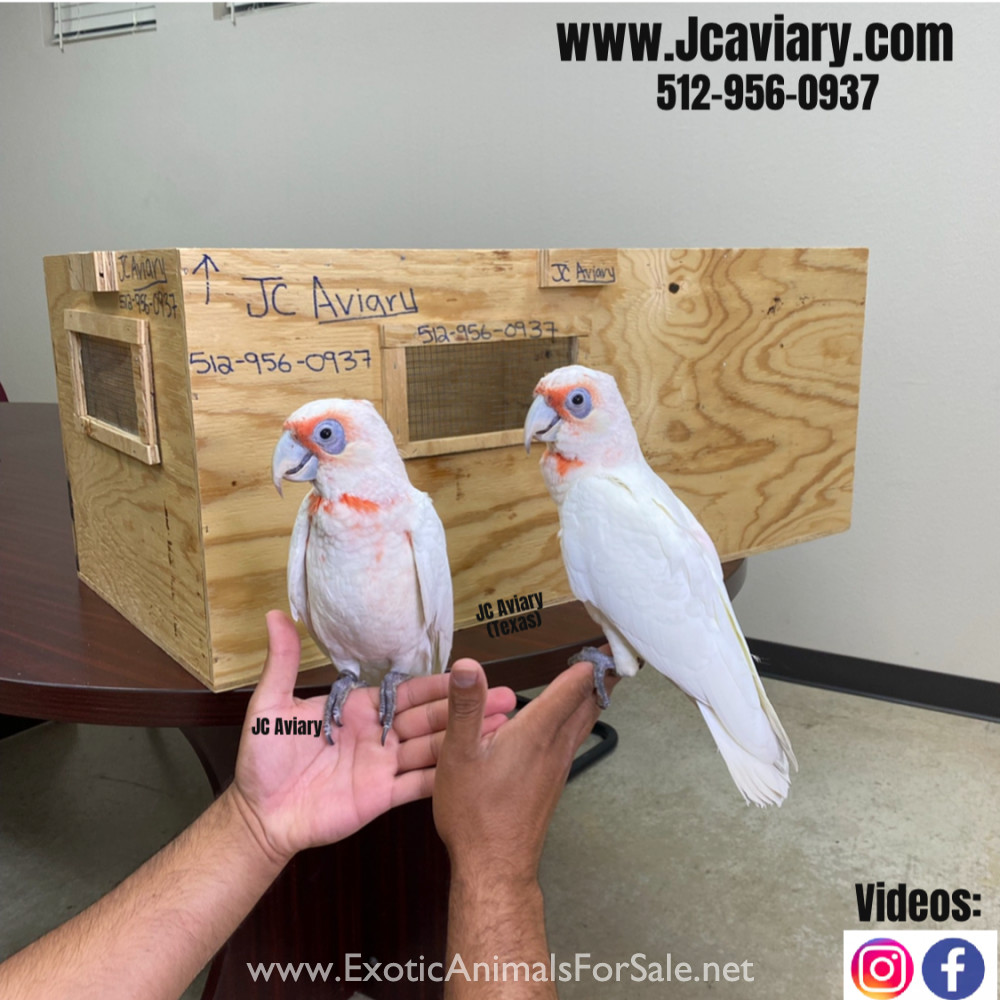 Slender Billed Cockatoos for sale