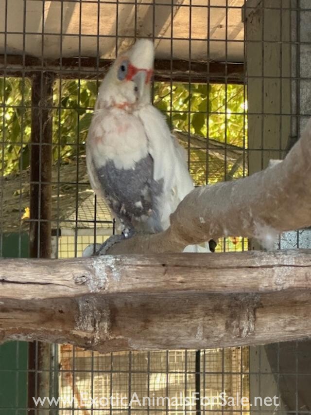 Male Slenderbill Cockatoo for Sale