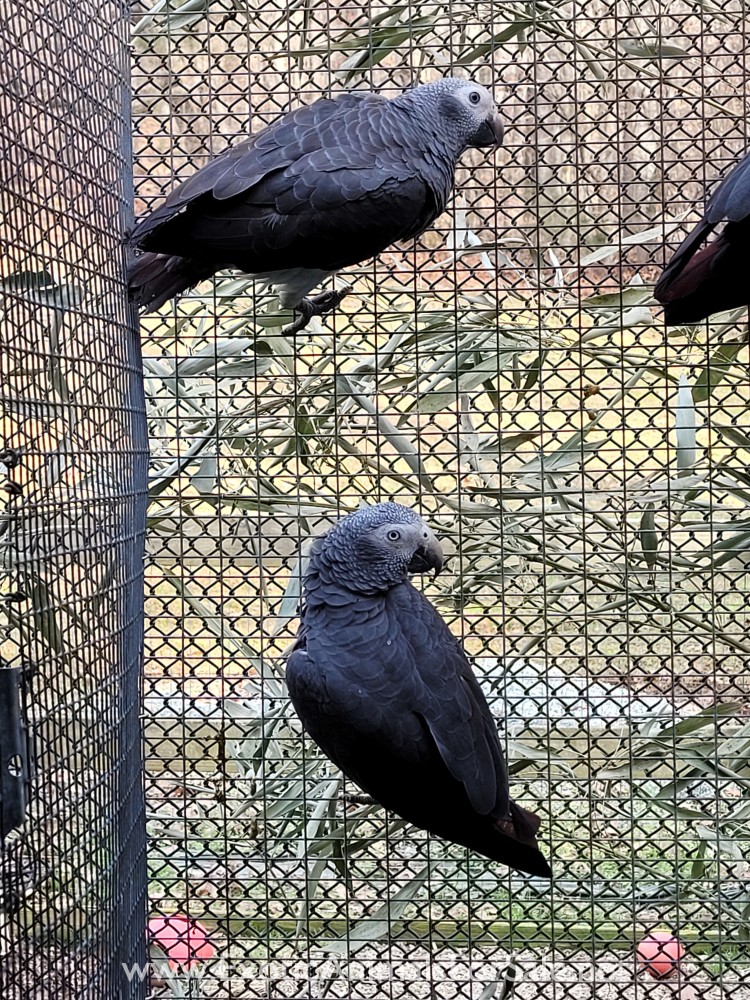 Timneh females for Breeding for Sale